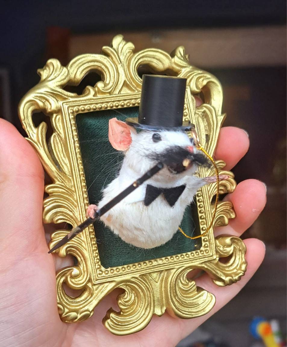 Gentleman Mouse Head Taxidermy Mounted and Framed in Gold - Etsy UK
