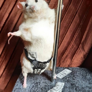 Mouse Rodent Taxidermy Fun Anthropomorphic Taxidermy, Pole Dancing ...