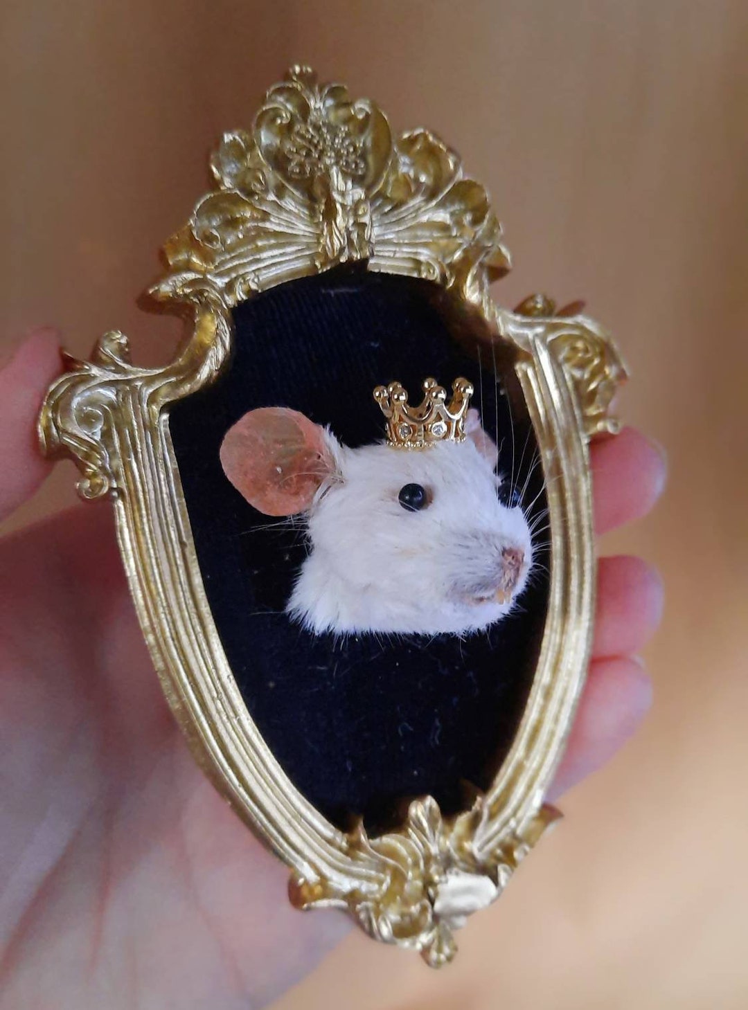 King Queen Royal Mouse Head Taxidermy Mounted and Framed in Gold Ornate ...