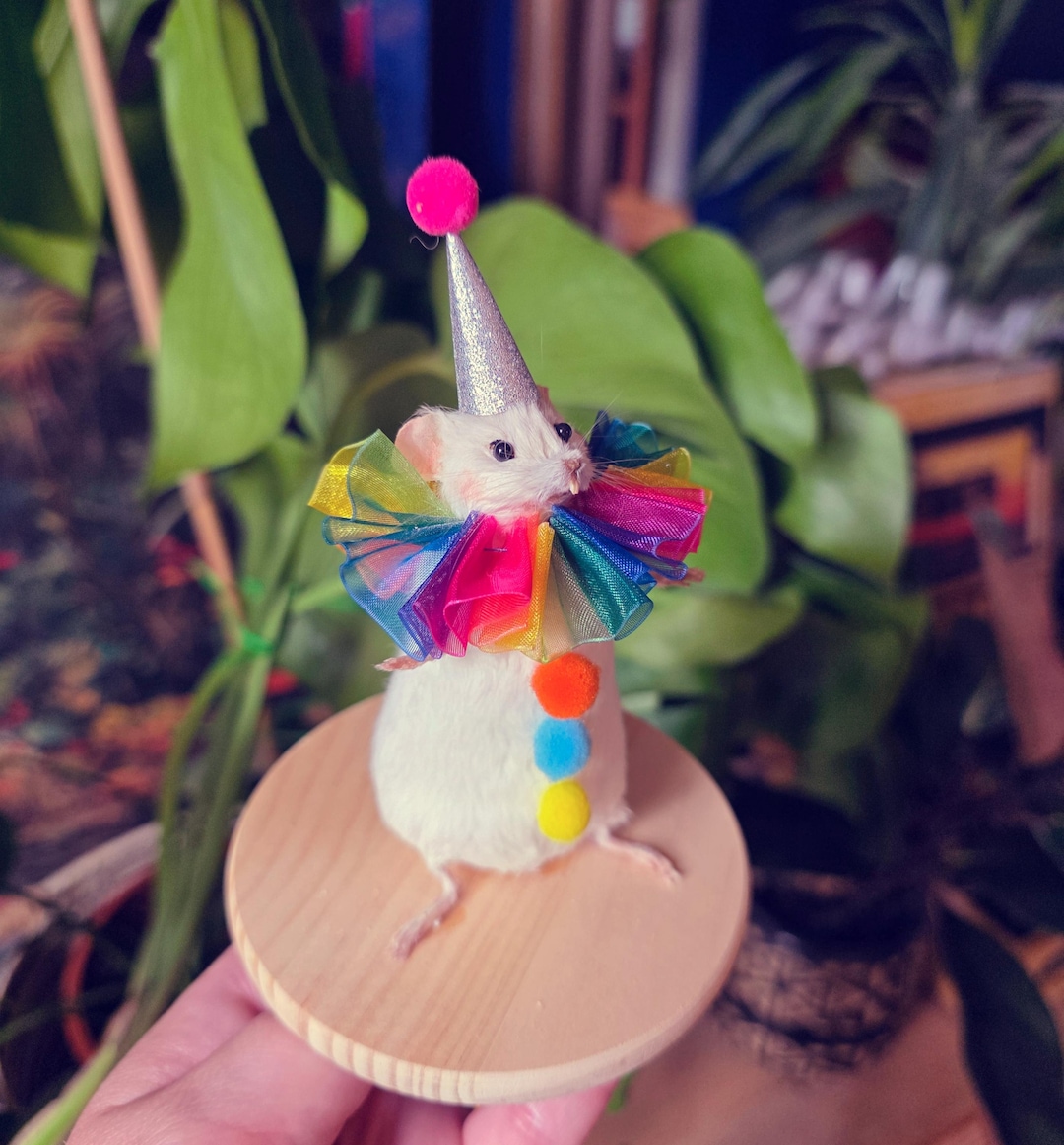 Cute Mouse Taxidermy Rainbow Clown Oddity Gift. Real Stuffed Rodent ...