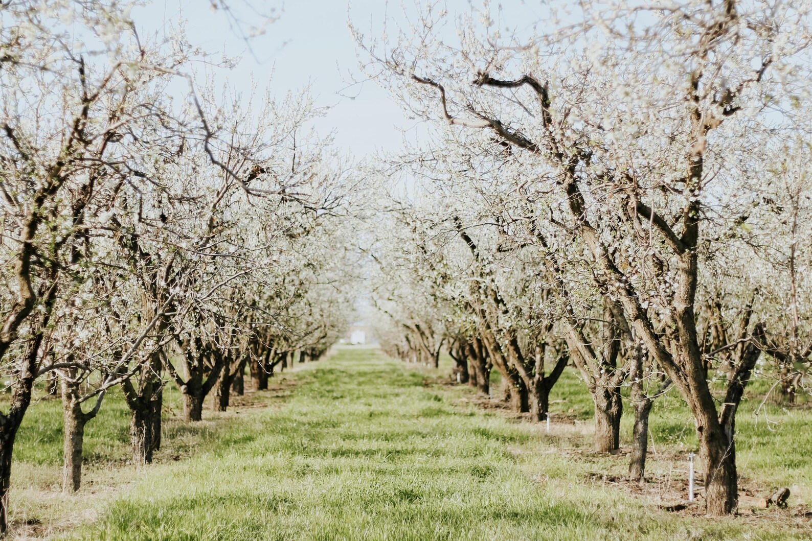 Oregon Orchard | Spring Photo | Nature Photography | Wall Art | Photo ...