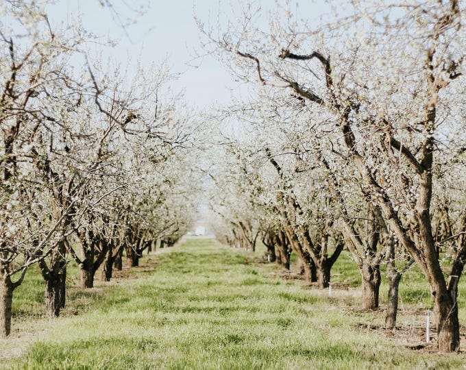 Oregon Orchard | Spring Photo | Nature Photography | Wall Art | Photo ...