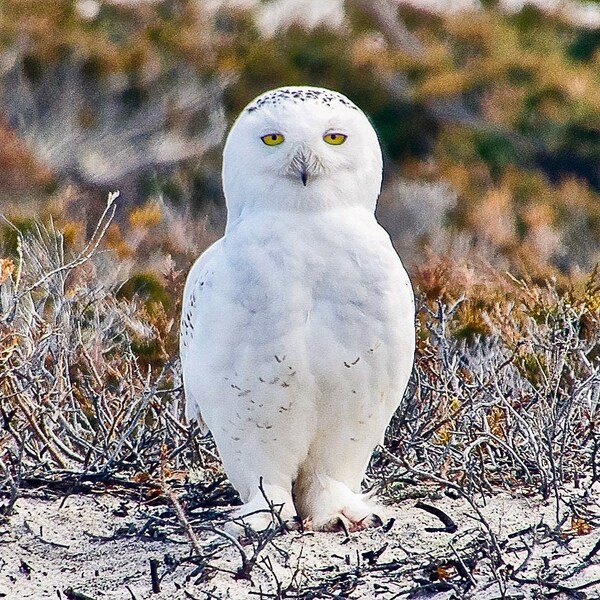 Snowy Owl Print - Etsy