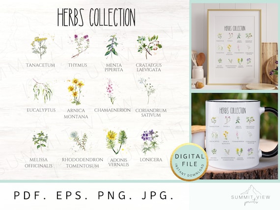 Herb Collection PNG File Sublimation Design Poster Wall Art - Etsy