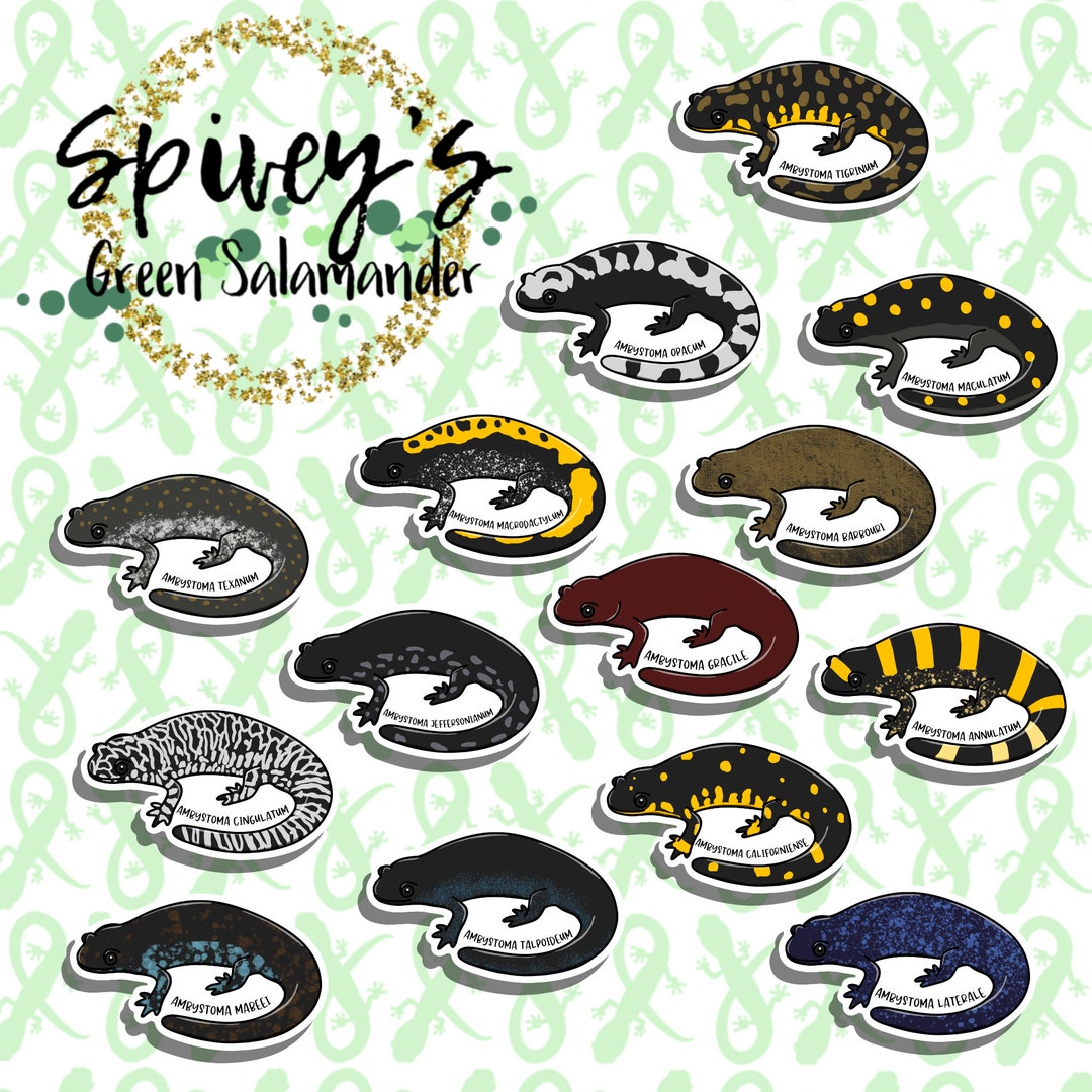 Ambystoma Salamander Sticker Pack Ambystoma of the United States ...