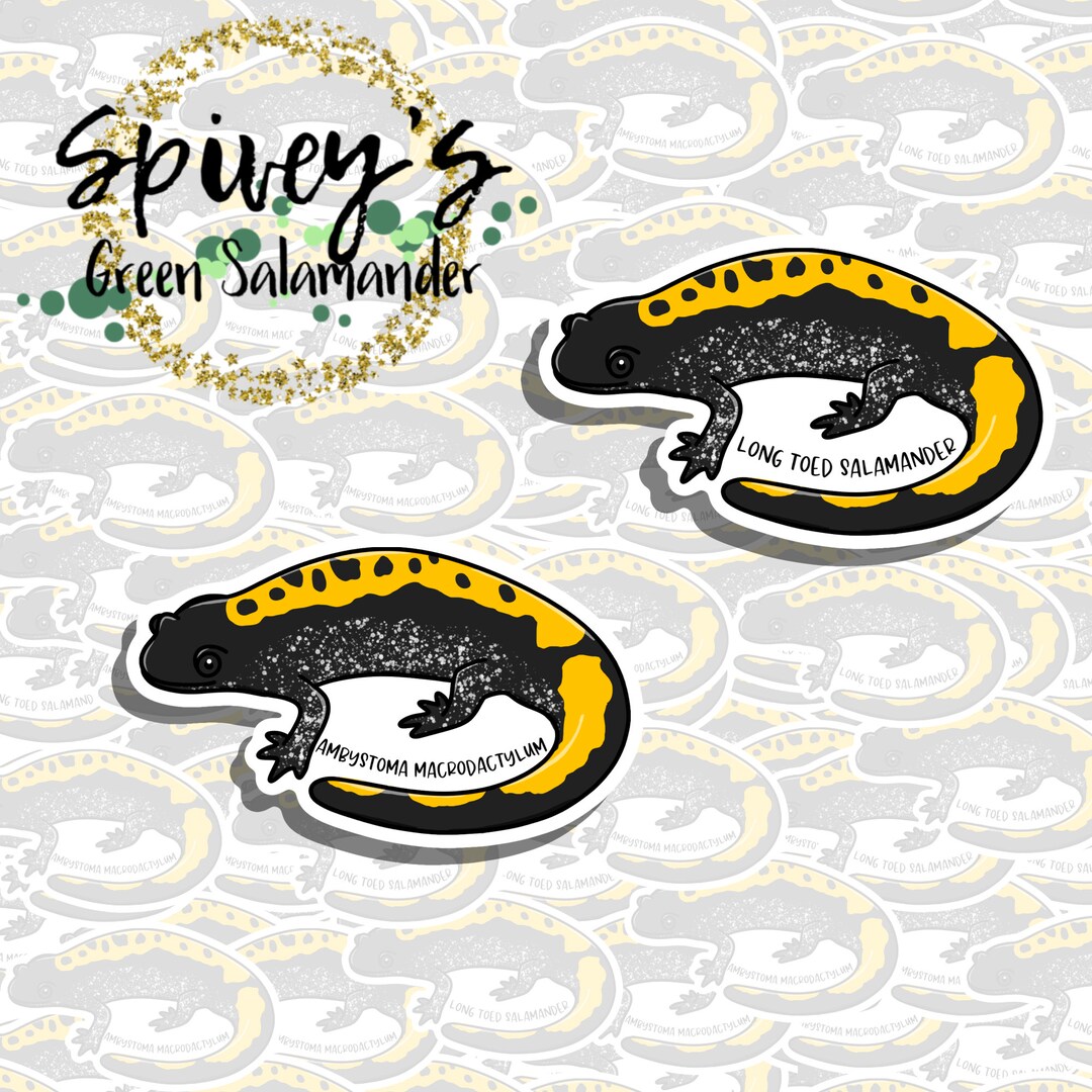 Long-toed Salamander Sticker Ambystoma Macrodactylum Sticker ...