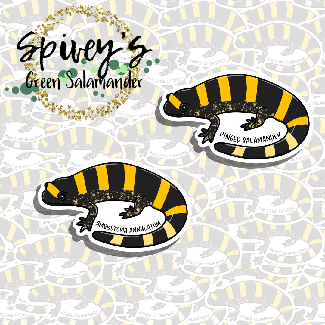 Ringed Salamander Sticker Ambystoma Annulatum Sticker Herpetology ...