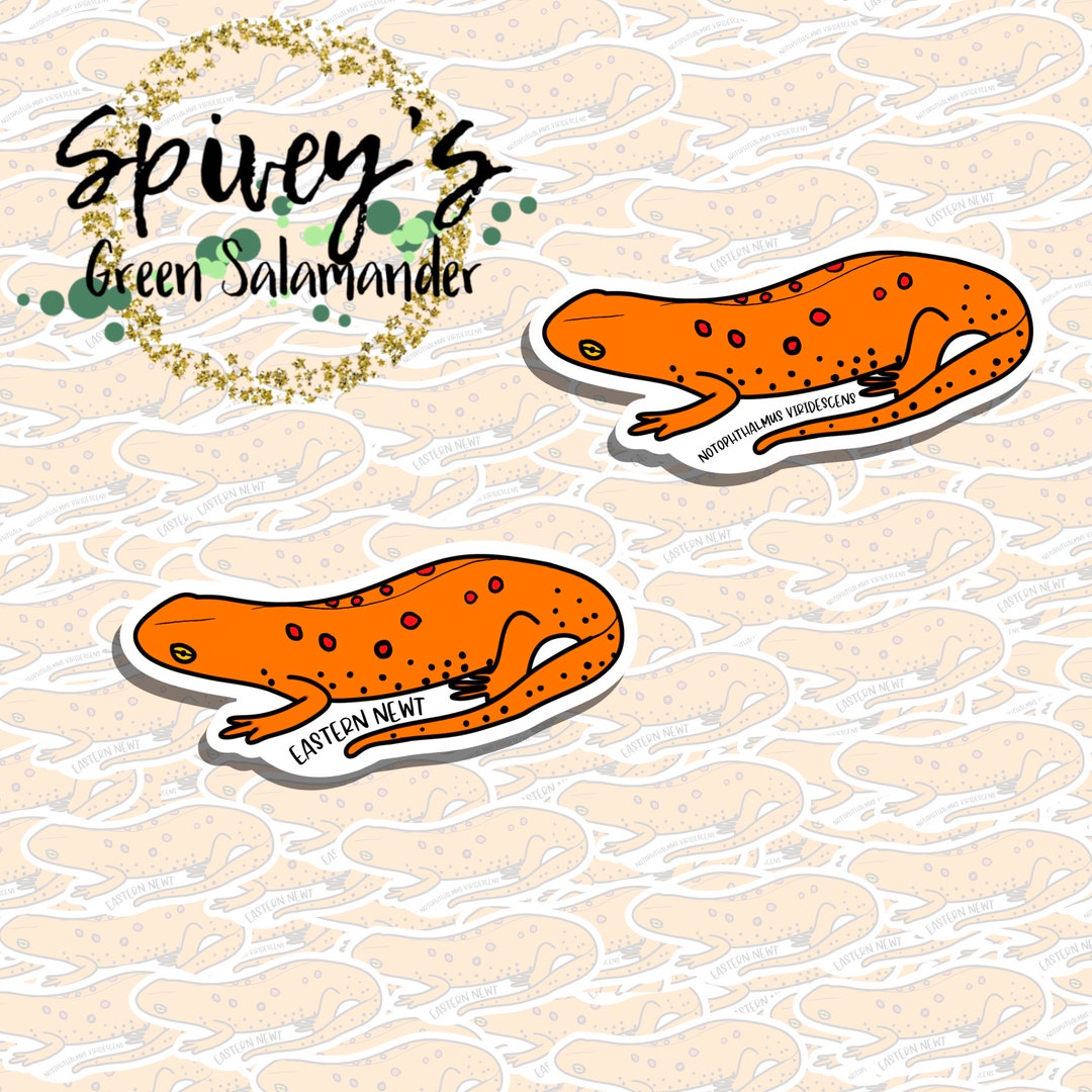 Eft Stage Eastern Newt Salamander Sticker Notophthalmus Viridescens ...