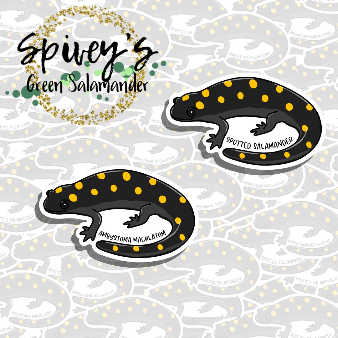 Spotted Salamander Sticker Ambystoma Maculatum Sticker Herpetology ...