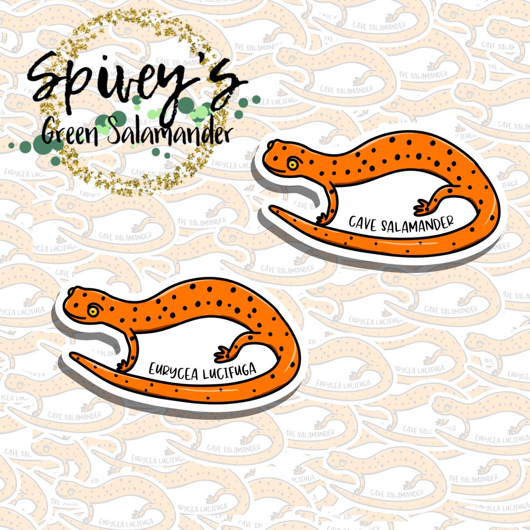 Cave Salamander Sticker Eurycea Lucifuga Sticker Herpetology Amphibian ... Cave Salamander Sticker Eurycea Lucifuga Sticker Herpetology Amphibian ...