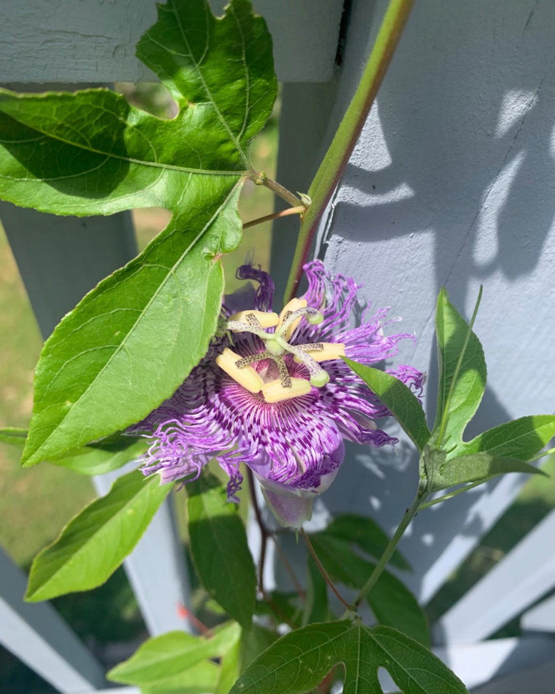 Passionflower Tincture, Passiflora Incarnata, Organic Herbal Extract - Etsy