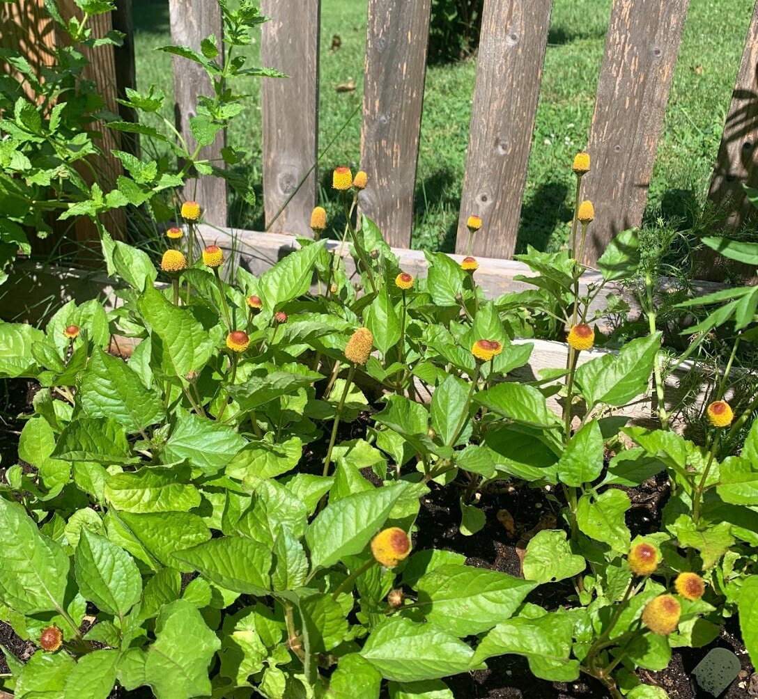 Spilanthes Tincture, Acmella Oleracea, Organic Herbal Extract - Etsy