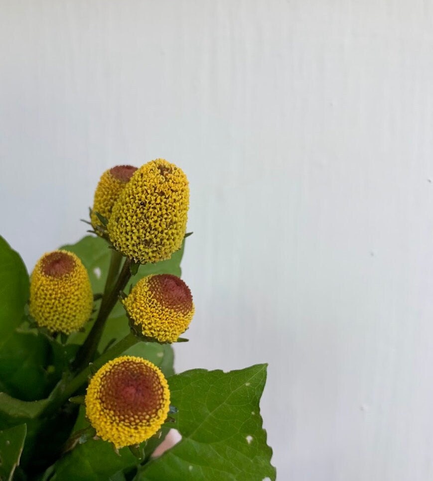 Spilanthes Tincture, Acmella Oleracea, Organic Herbal Extract - Etsy