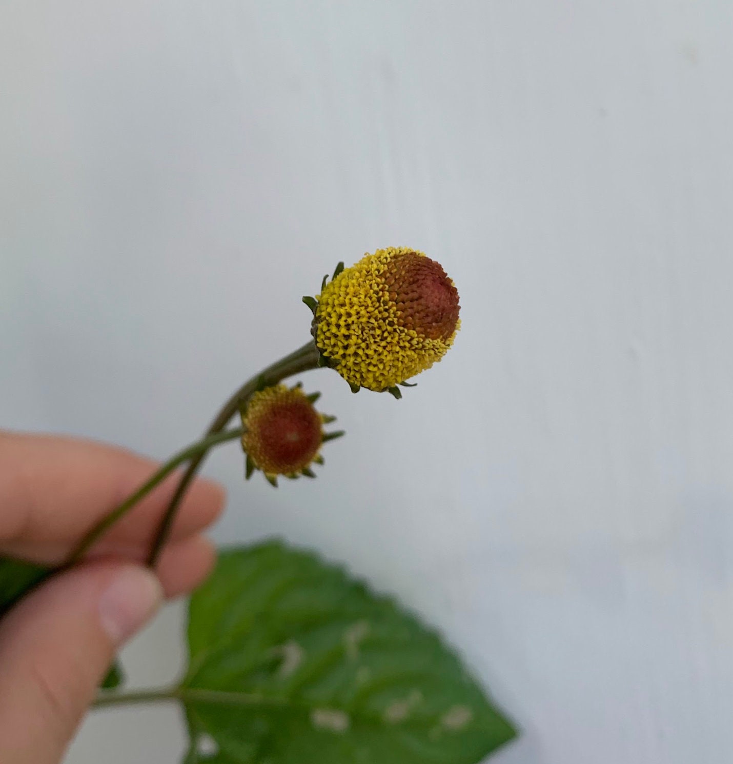 Spilanthes Tincture, Acmella Oleracea, Organic Herbal Extract - Etsy