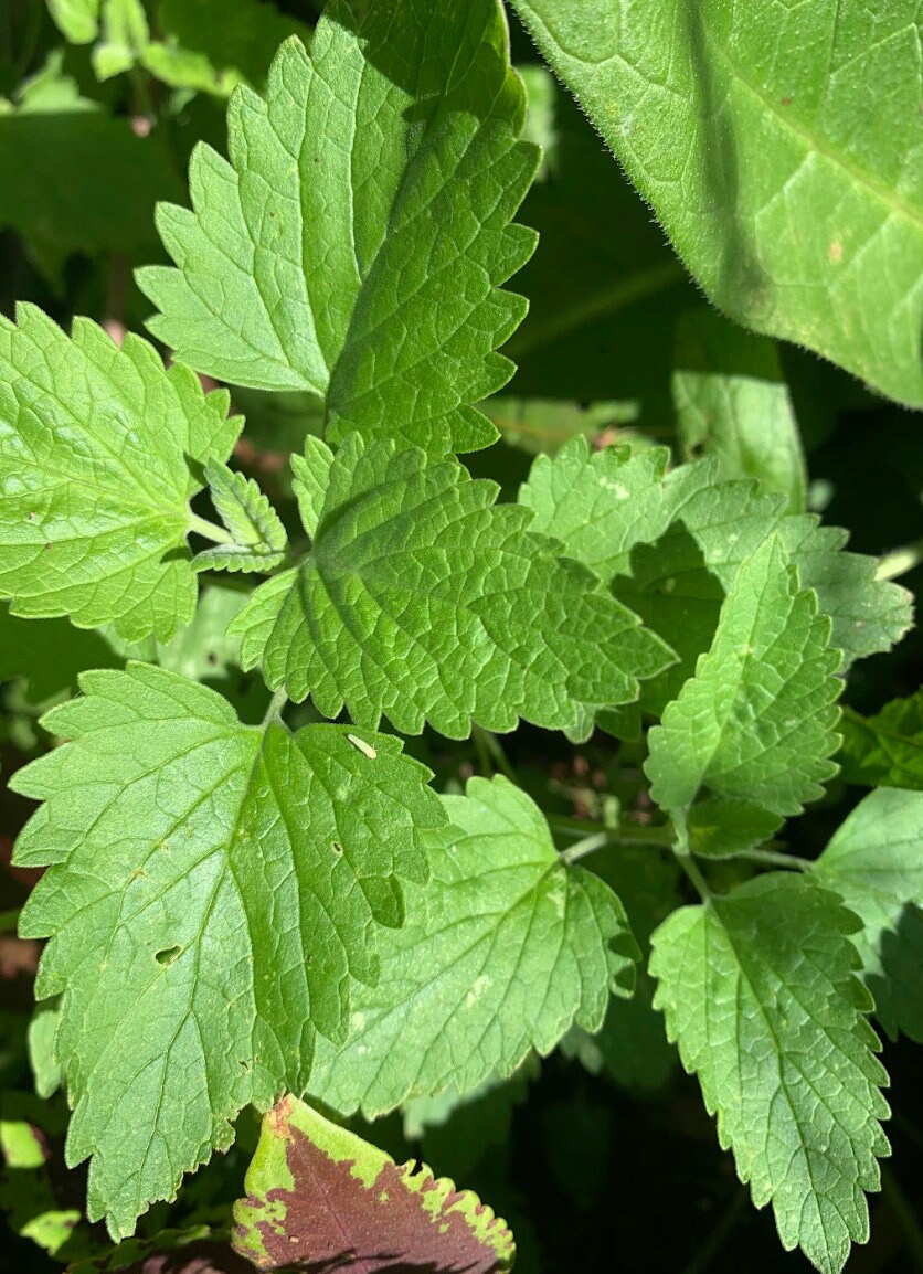 Catnip Elixir, Catnip, Nepeta Cataria, Organic Herbal Extract ...