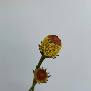 Spilanthes Tincture, Acmella Oleracea, Organic Herbal Extract - Etsy