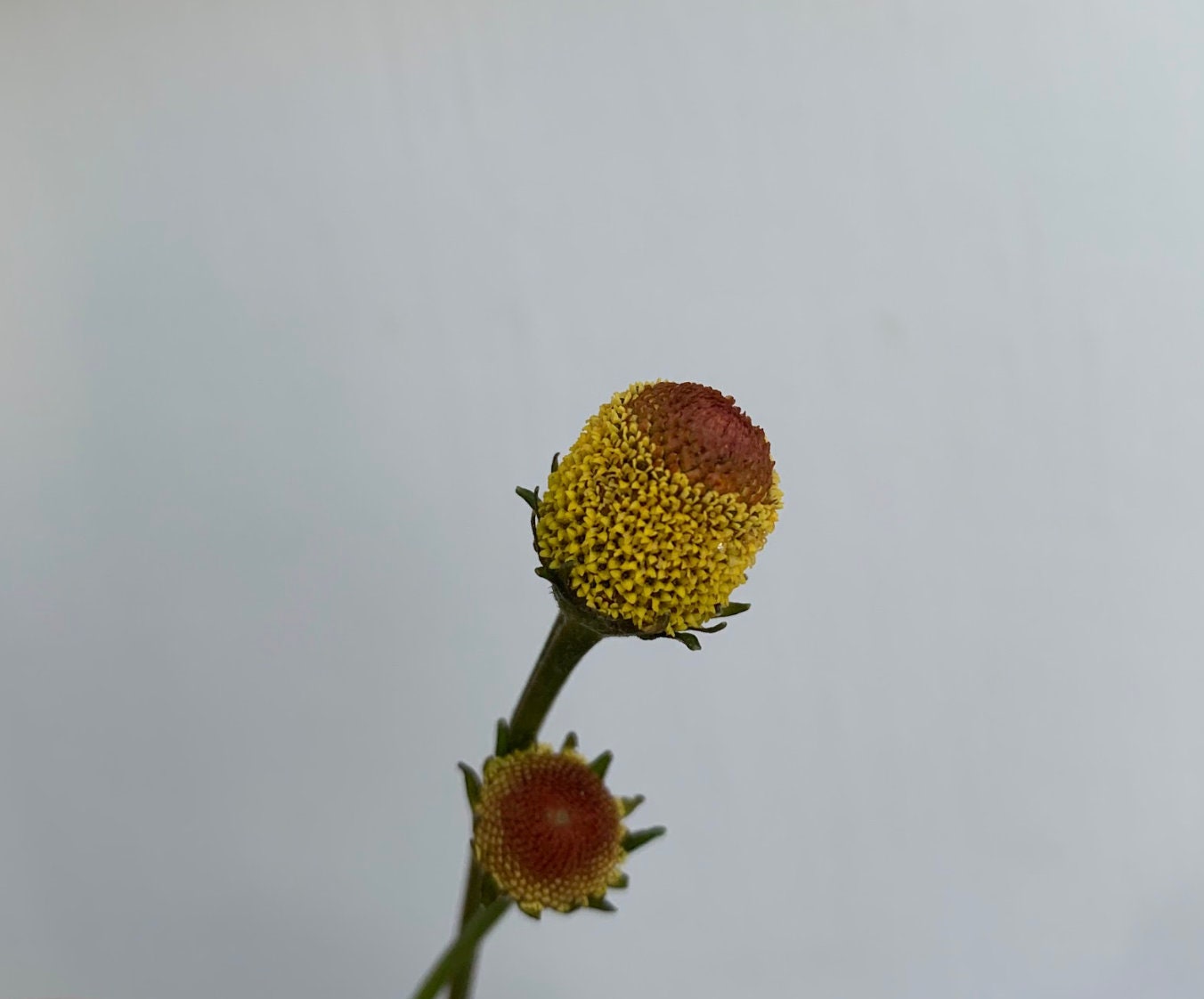 Spilanthes Tincture, Acmella Oleracea, Organic Herbal Extract - Etsy