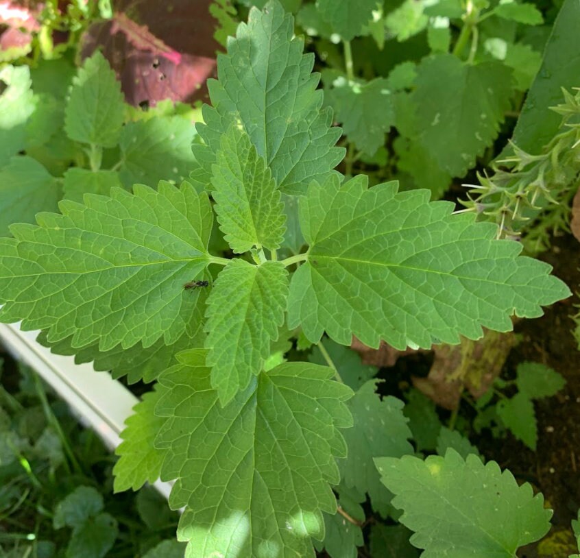 Catnip Elixir, Catnip, Nepeta Cataria, Organic Herbal Extract ...