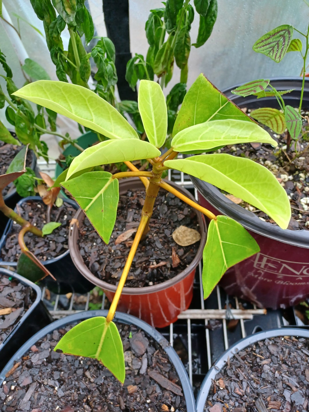 Extremely Rare Ficus Lutea for Sale Super Rare in - Etsy