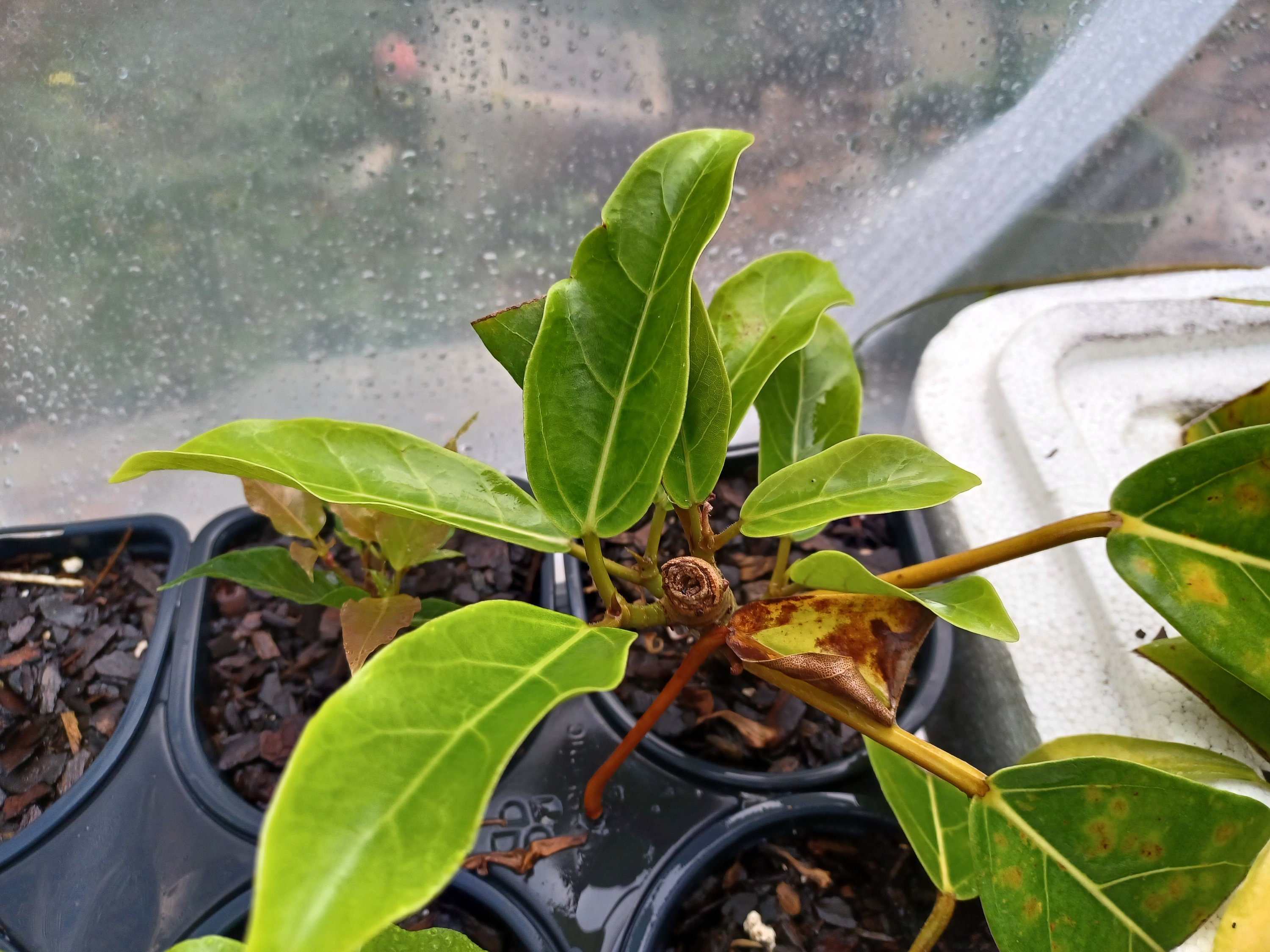 Extremely Rare Ficus Lutea for Sale Super Rare in - Etsy