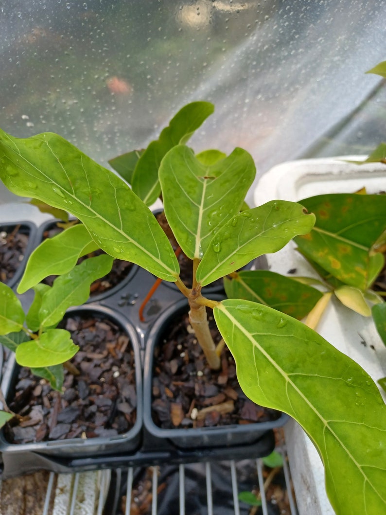 Extremely Rare Ficus Lutea for Sale Super Rare in - Etsy