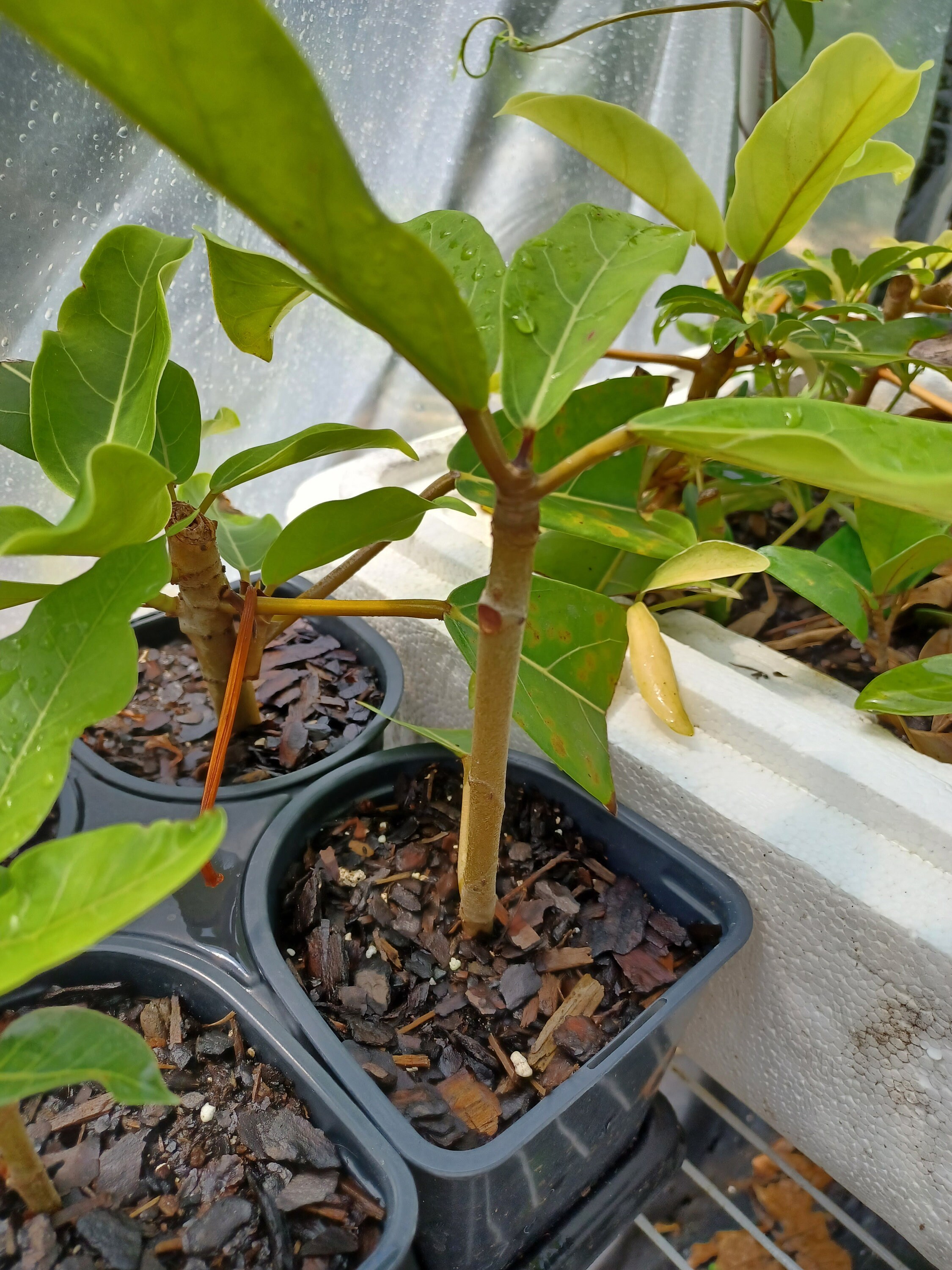 Extremely Rare Ficus Lutea for Sale Super Rare in - Etsy