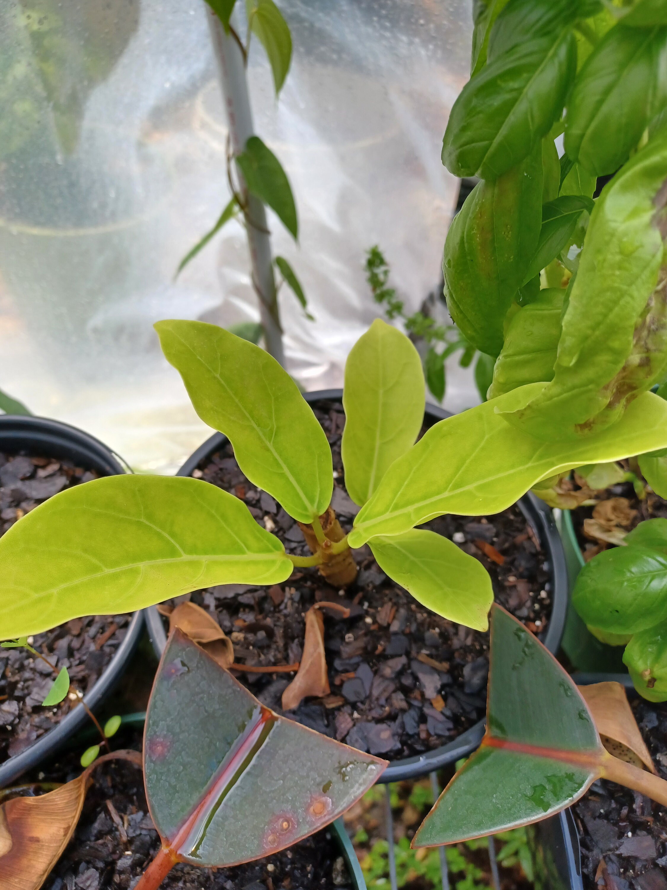 Extremely Rare Ficus Lutea for Sale Super Rare in - Etsy