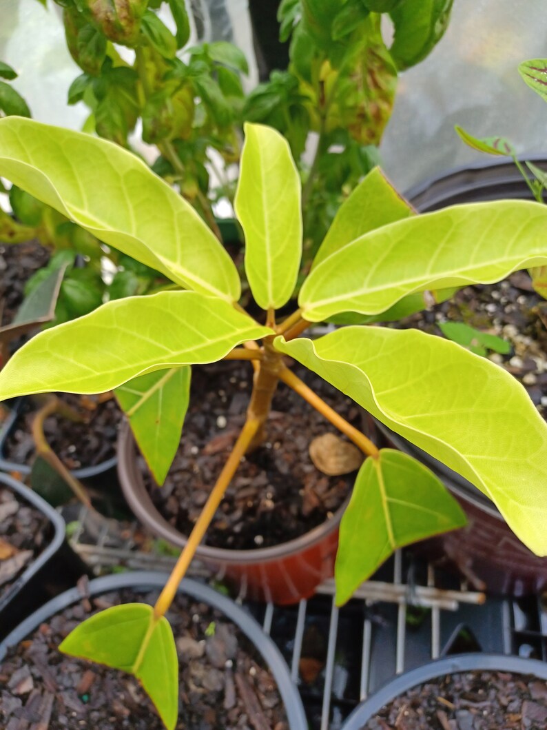 Extremely Rare Ficus Lutea for Sale Super Rare in - Etsy