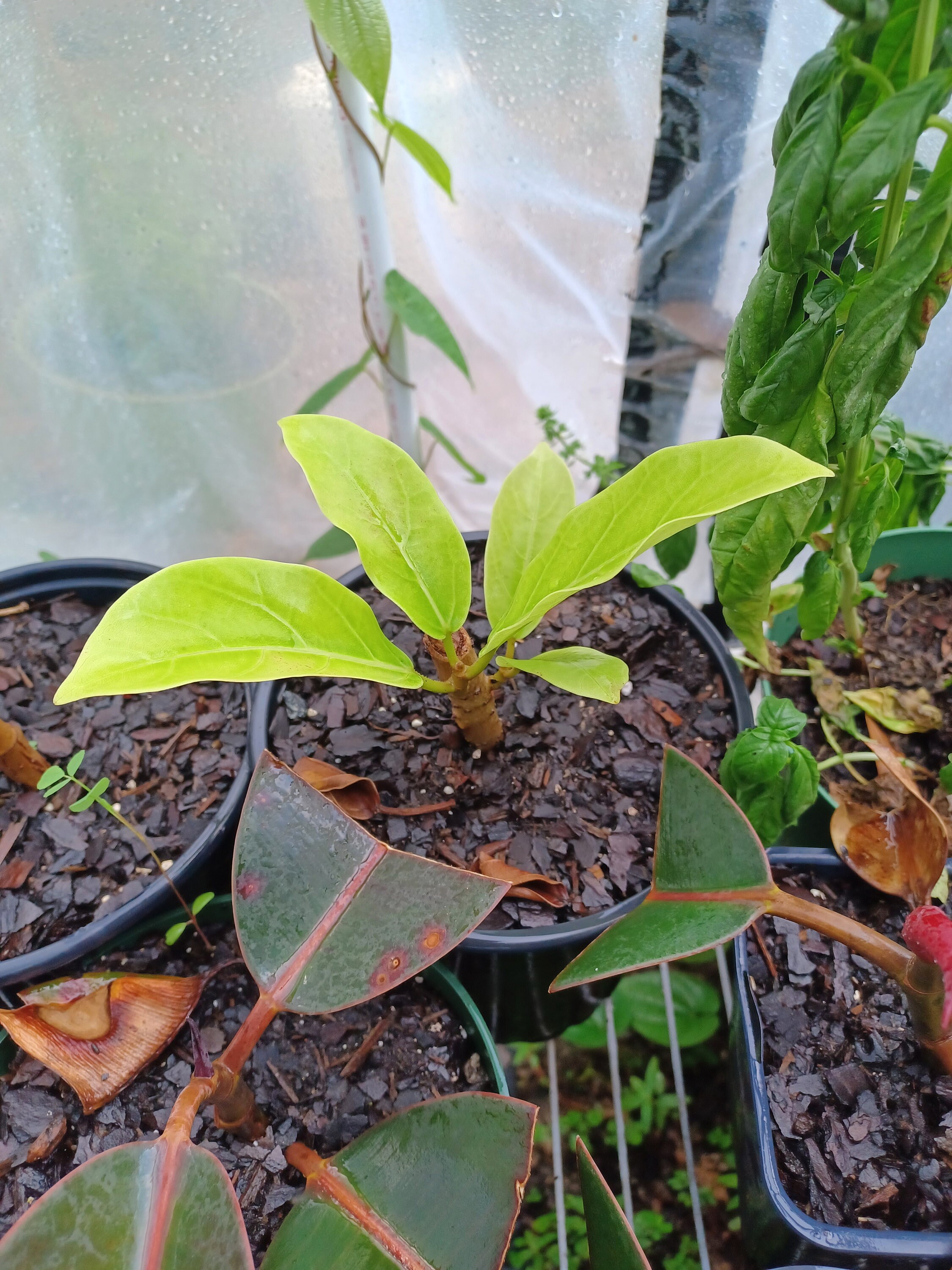 Extremely Rare Ficus Lutea for Sale Super Rare in - Etsy