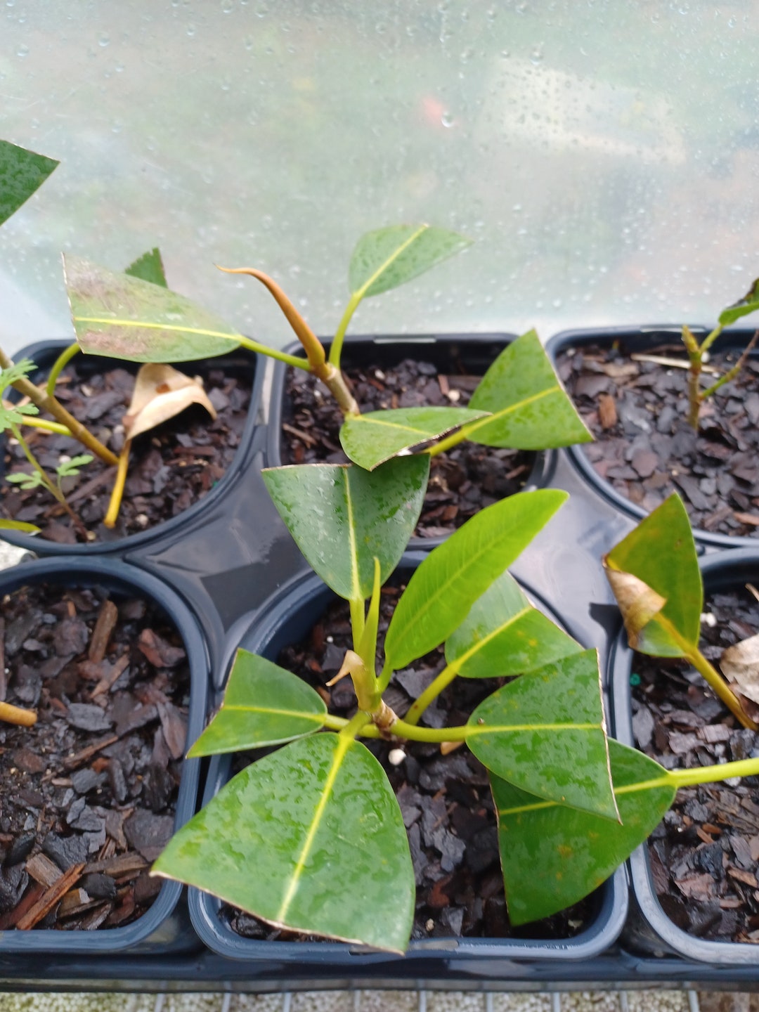 Port Jackson Fig Aka Rusty Fig Aka Ficus Rubiginosa for Sale - Etsy