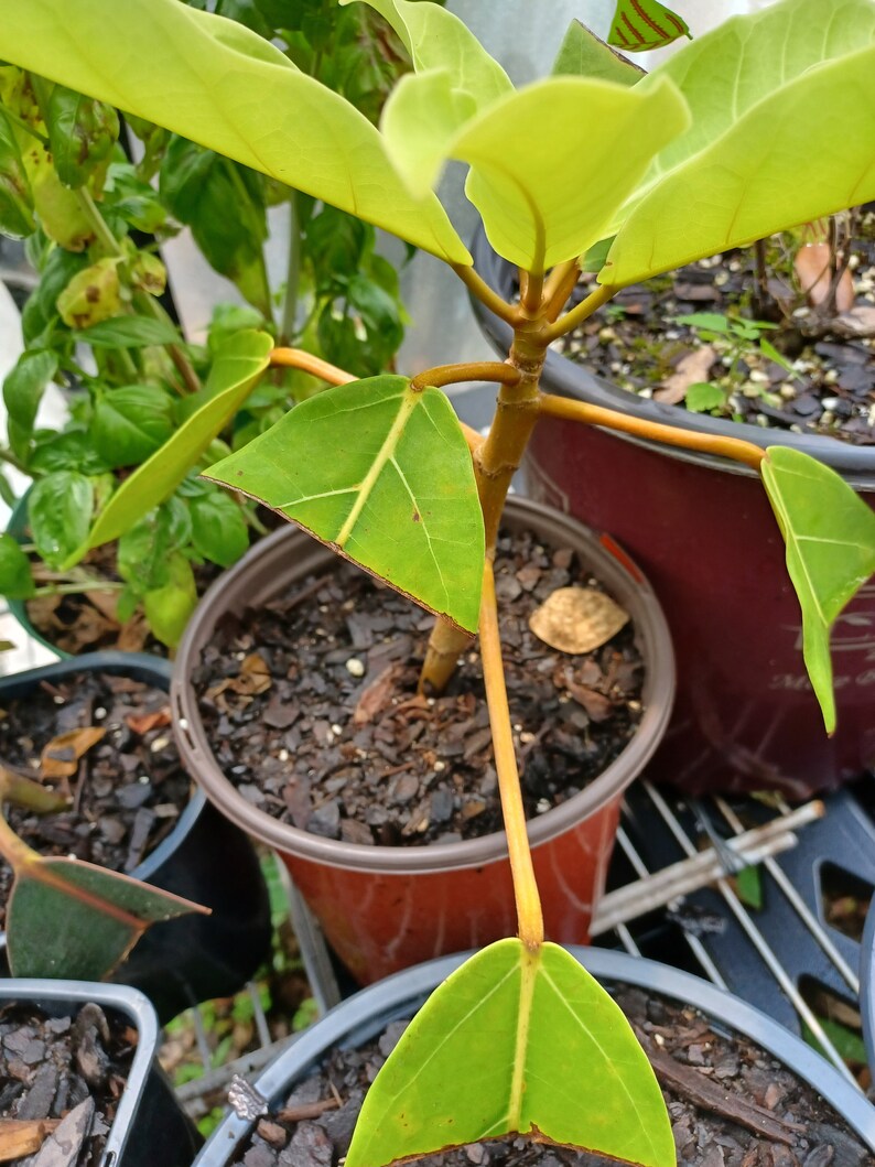 Extremely Rare Ficus Lutea for Sale Super Rare in - Etsy