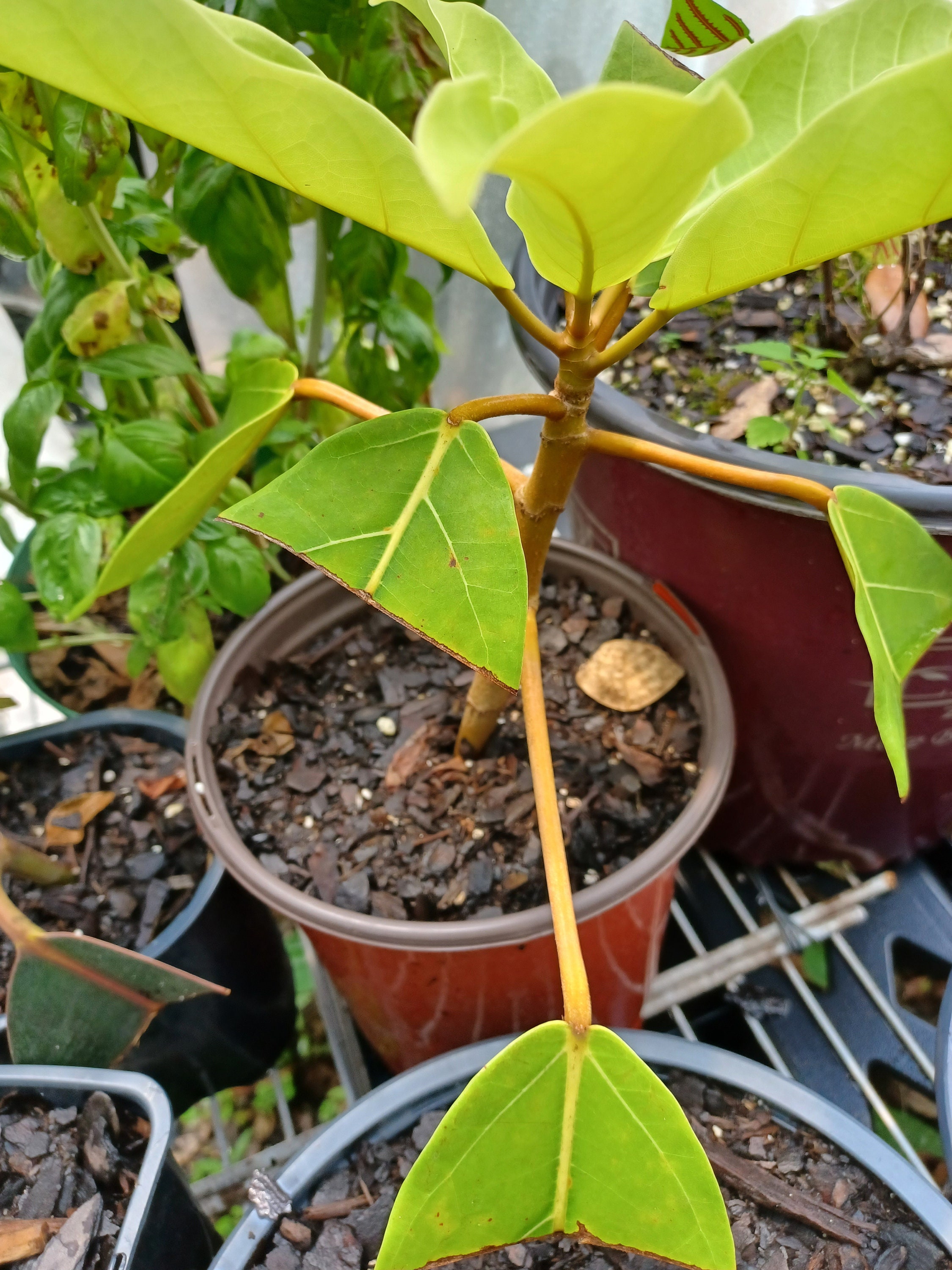 Extremely Rare Ficus Lutea for Sale Super Rare in - Etsy