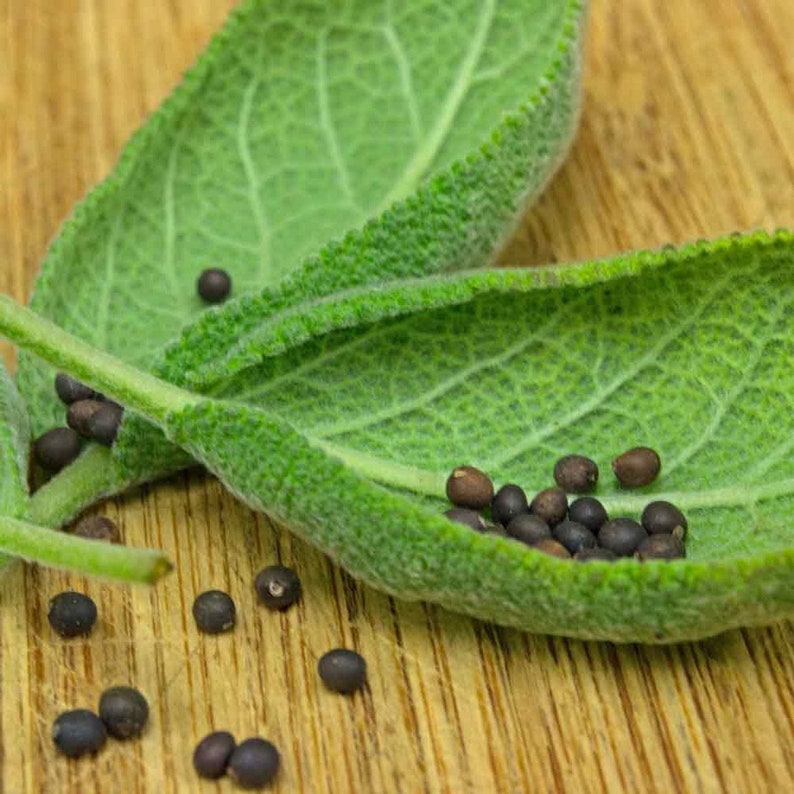 Sage Seeds (broad Leaf) Organic Non-gmo - Etsy