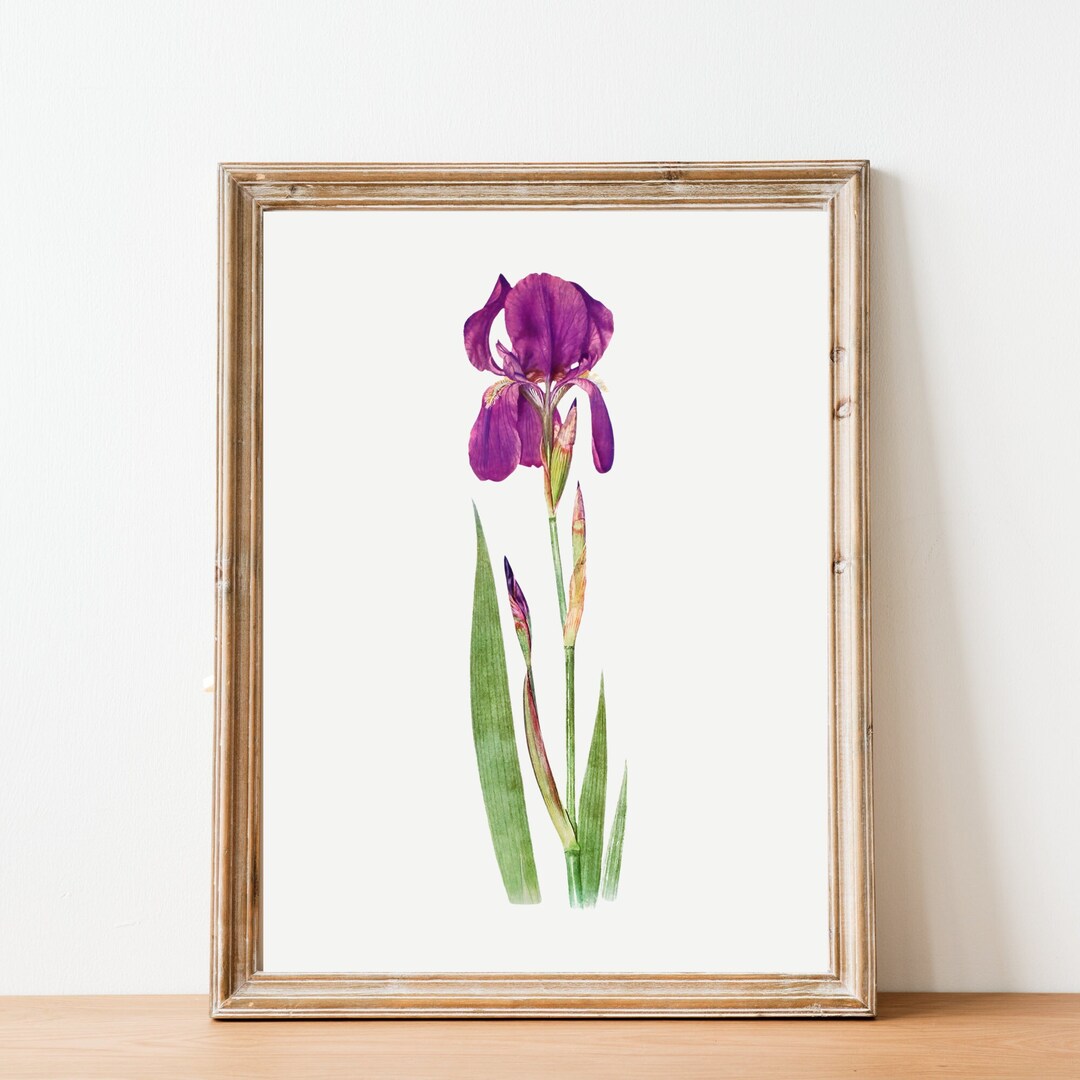 Iris Vintage February Birth Month Flower Illustration Premium Matte ...