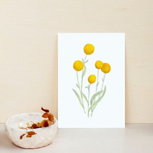 Billy Button - Limited Reproduction Art Print | Wildflower Print ...