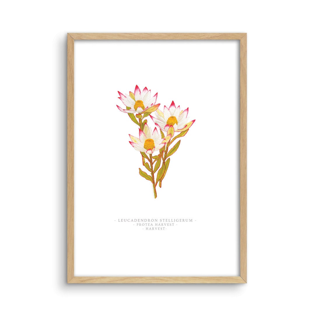 Native Flower Art Print - Leucadendron | Floral Wall Art, Australian ...