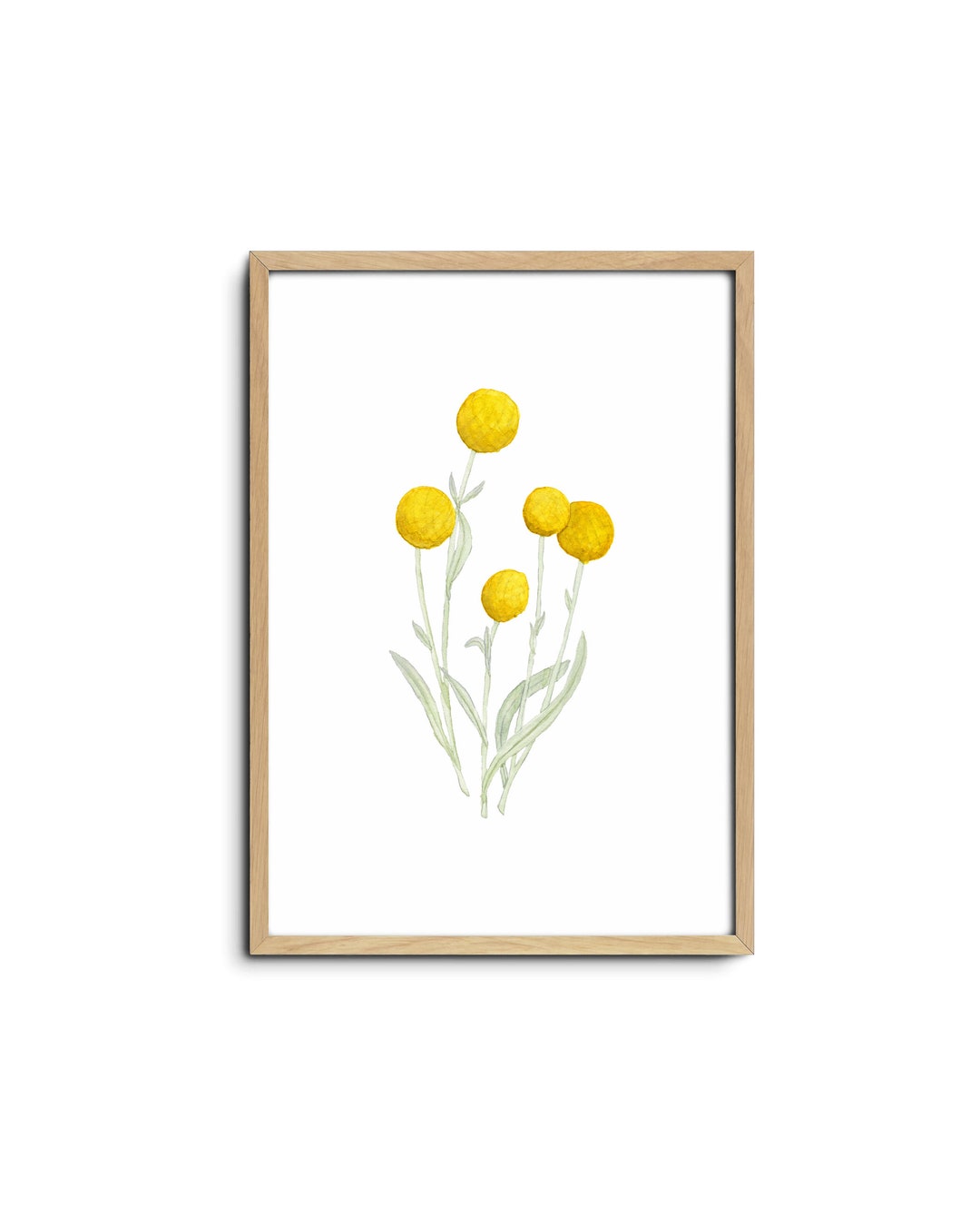 Billy Button - Limited Reproduction Art Print | Wildflower Print ...