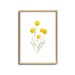 Billy Button - Limited Reproduction Art Print | Wildflower Print ...