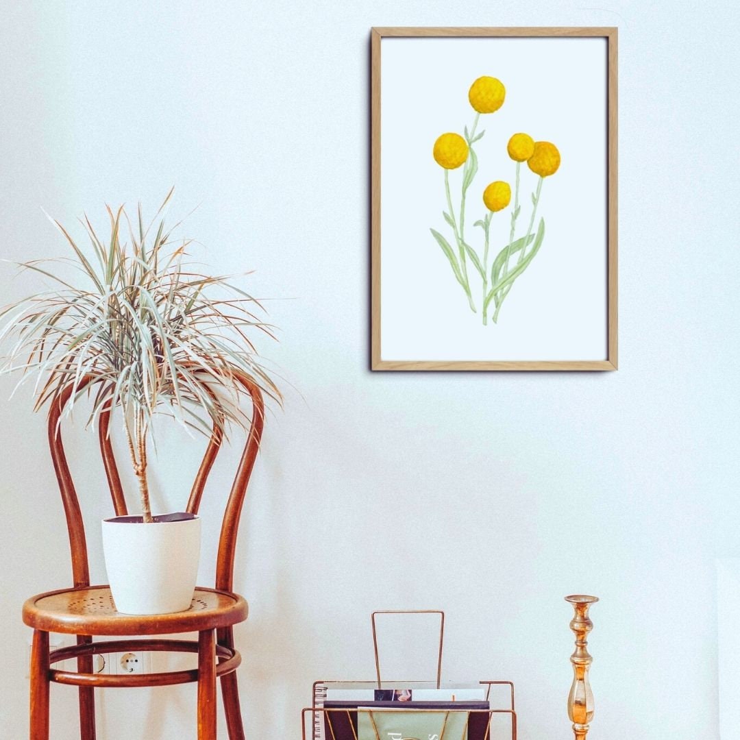 Billy Button - Limited Reproduction Art Print | Wildflower Print ...