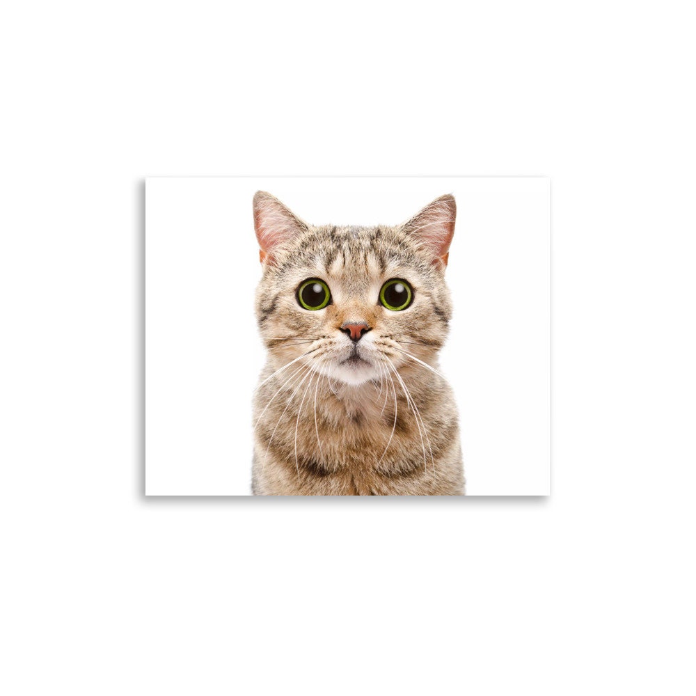 Cat Big Eyes Poster, Home Decor, Wall Decor, Wall Art, Posters ...