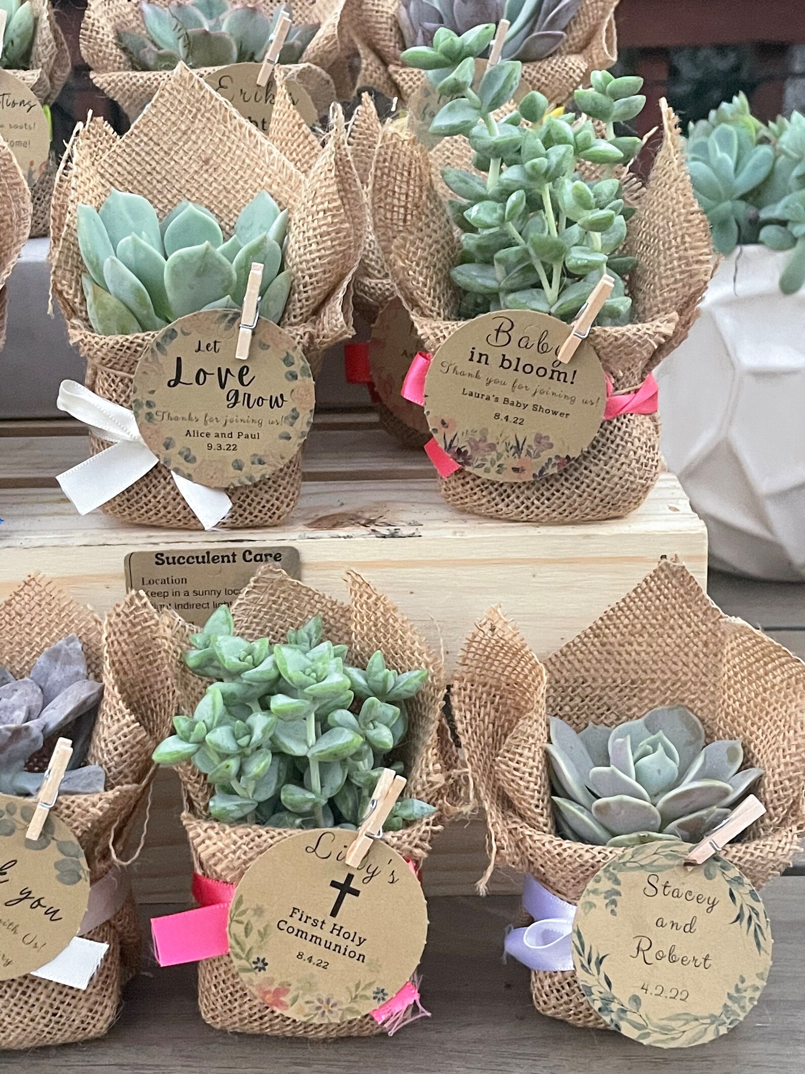 Party Favors Succulent Live Plants Personalized for Weddings, Bridal ...