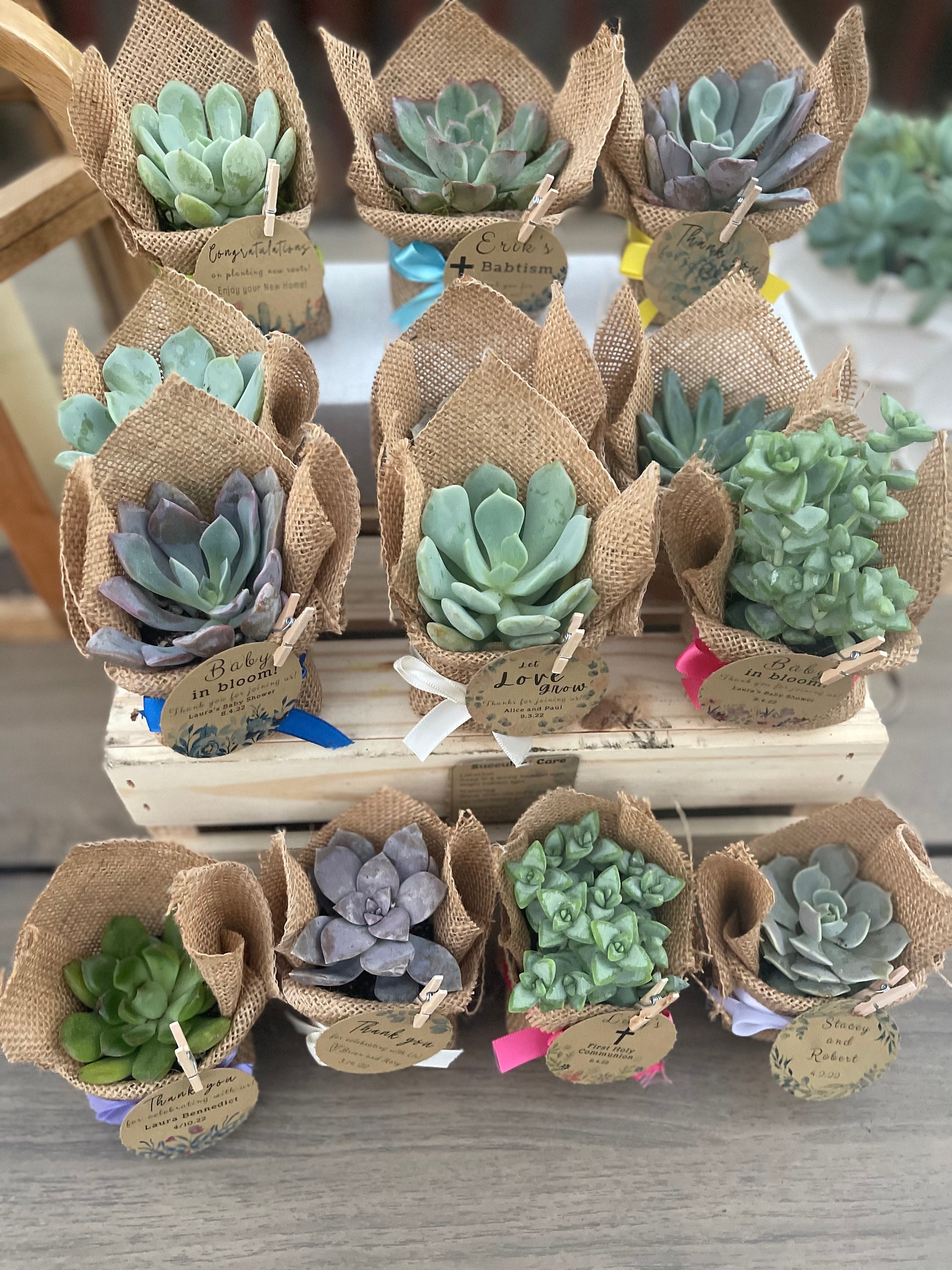 Party Favors - Succulent Live Plants Personalized for Weddings, Bridal ...
