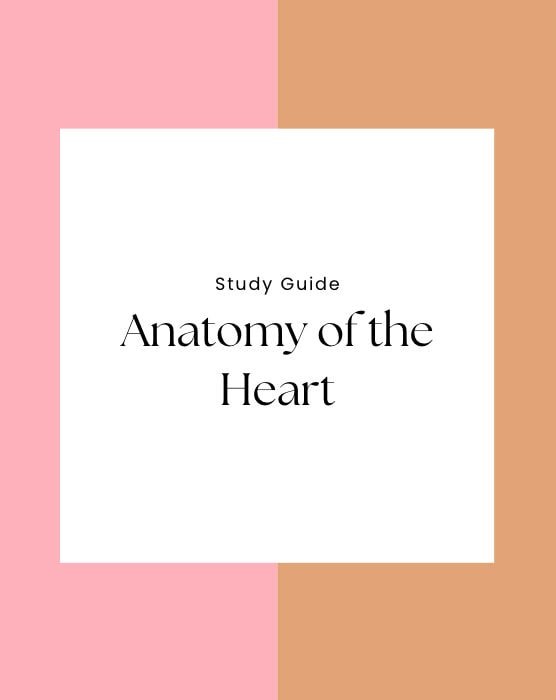 Study Guide: Anatomy of the Heart, Educational Tool - Etsy