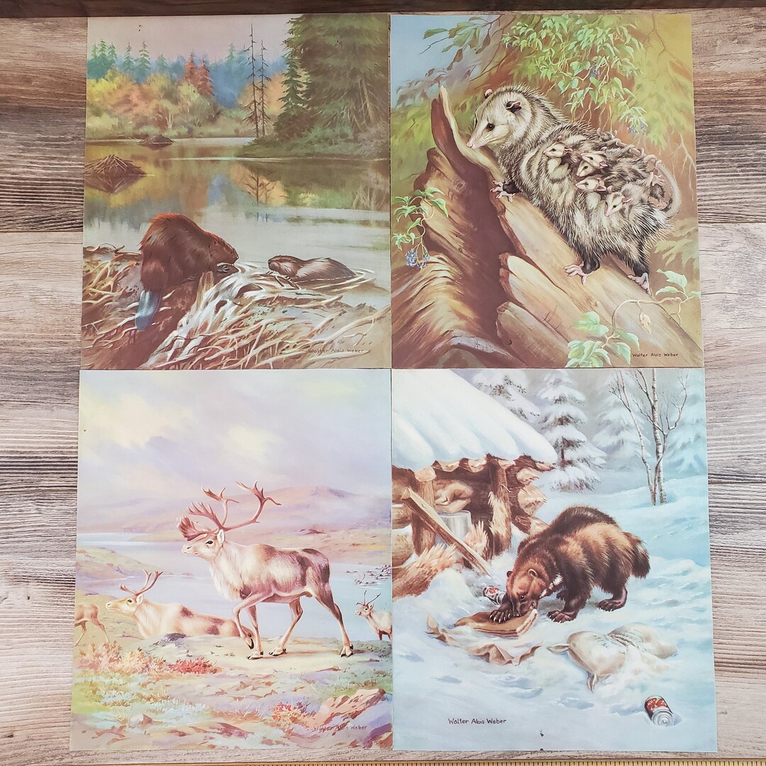 4 Walter Alois Weber 1930s & 1940s Animal Litho Prints ~ Beavers ...