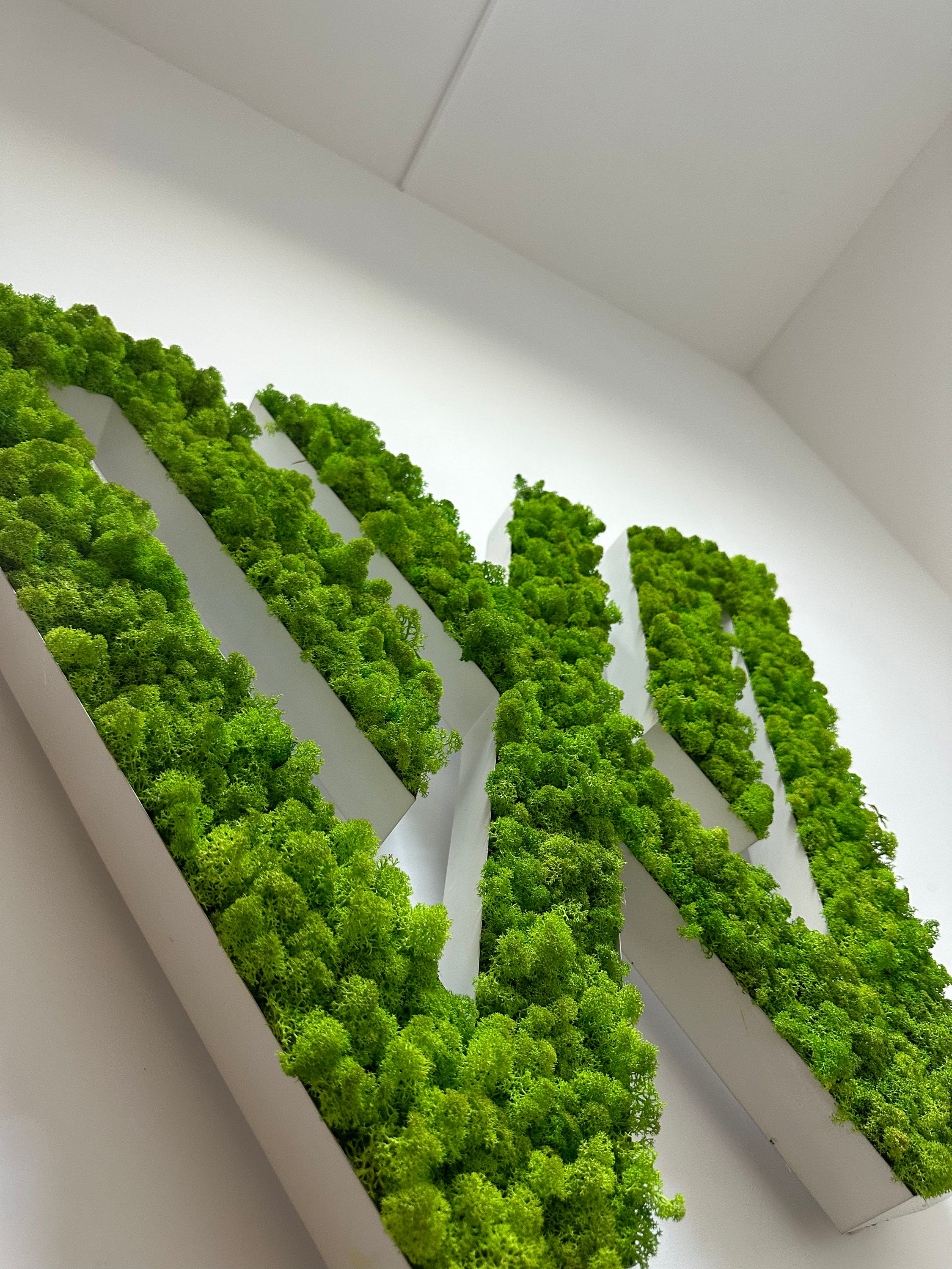 Backlit Moss Logo Sign, 3D Letter Box, Natural Office Wall Decor ...