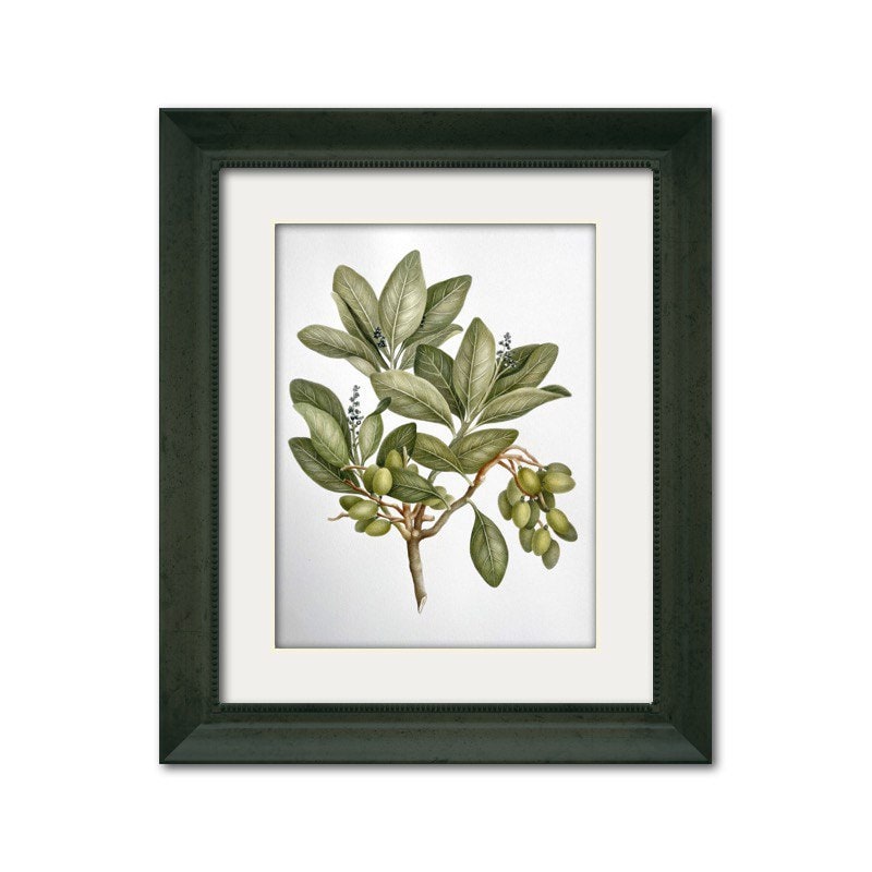 Original Watercolour Painting. Botanical Illustration. - Etsy