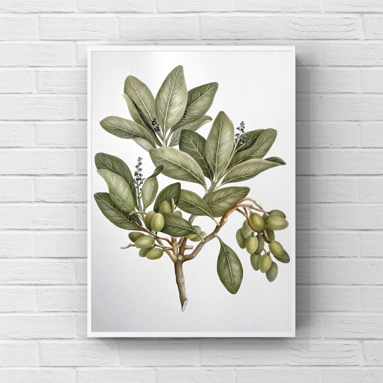 Original Watercolour Painting. Botanical Illustration. - Etsy