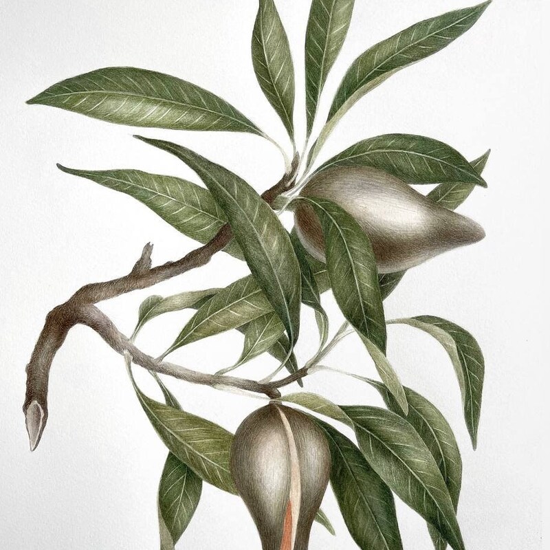 Original Botanical - Etsy