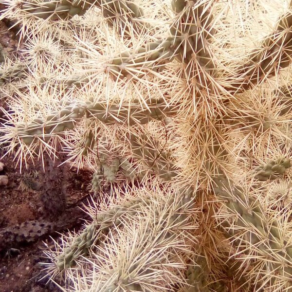 Cholla Cactus - Etsy