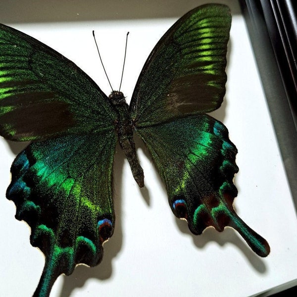 Realistic Butterfly Photoshop Overlays, the Mariposa Collection, High ...